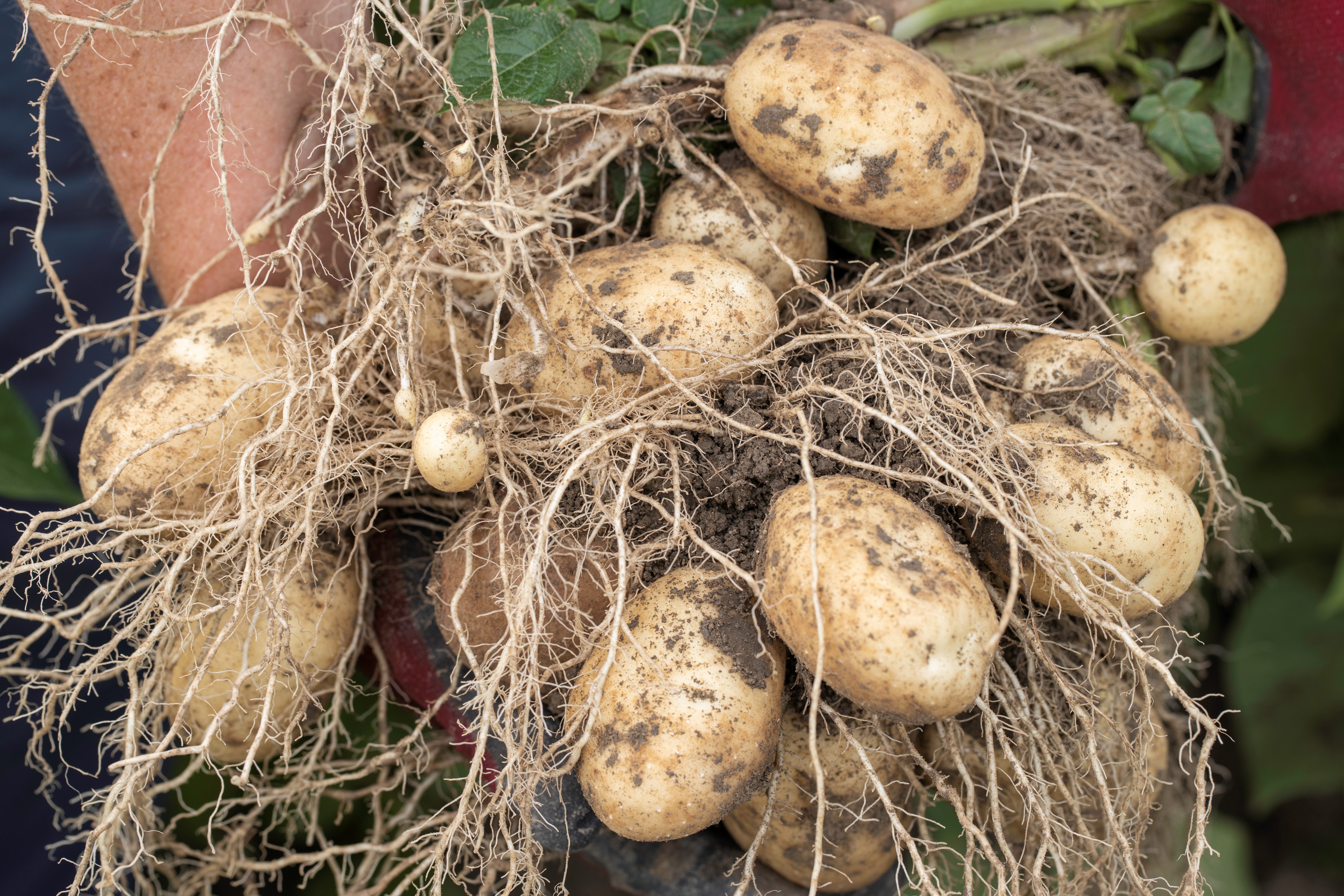 Prince | Agrico UK potato varieties